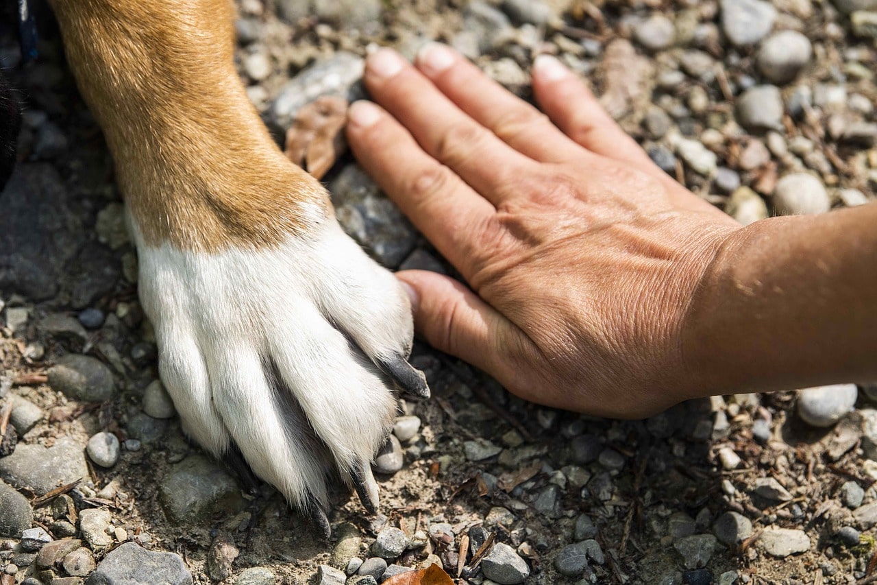 La mentira tiene las patas cortas「嘘は短足」？ | スペイン語を学ぶなら、スペイン語教室ADELANTE大阪 ...